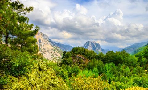 Länder mit den größten Wäldern in Europa - Capital.de